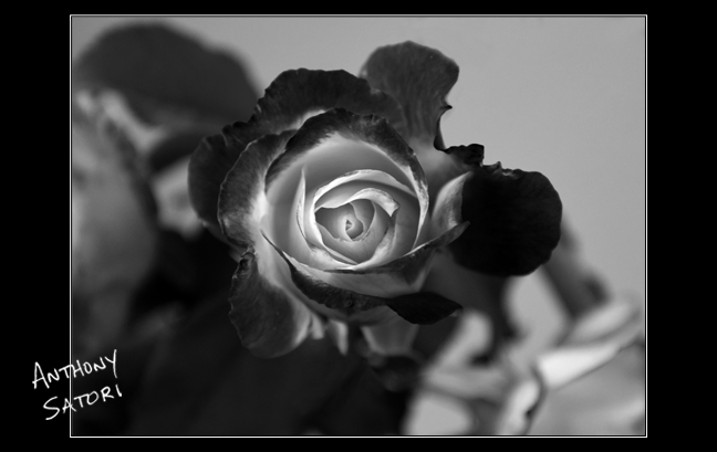 Heart of the Rose | Satori Circle | Art & Culture